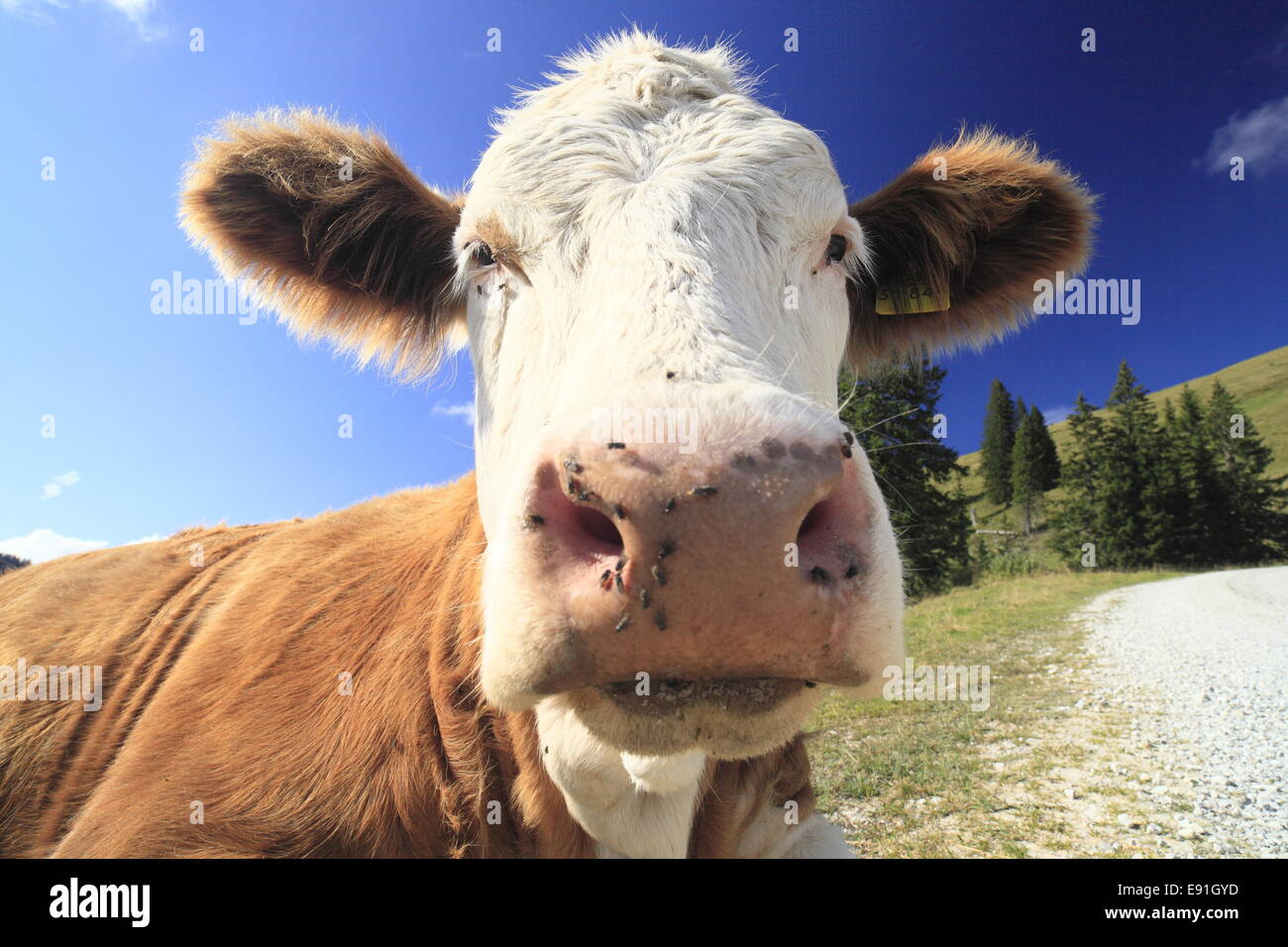 Comical cow hi-res stock photography and images - Alamy