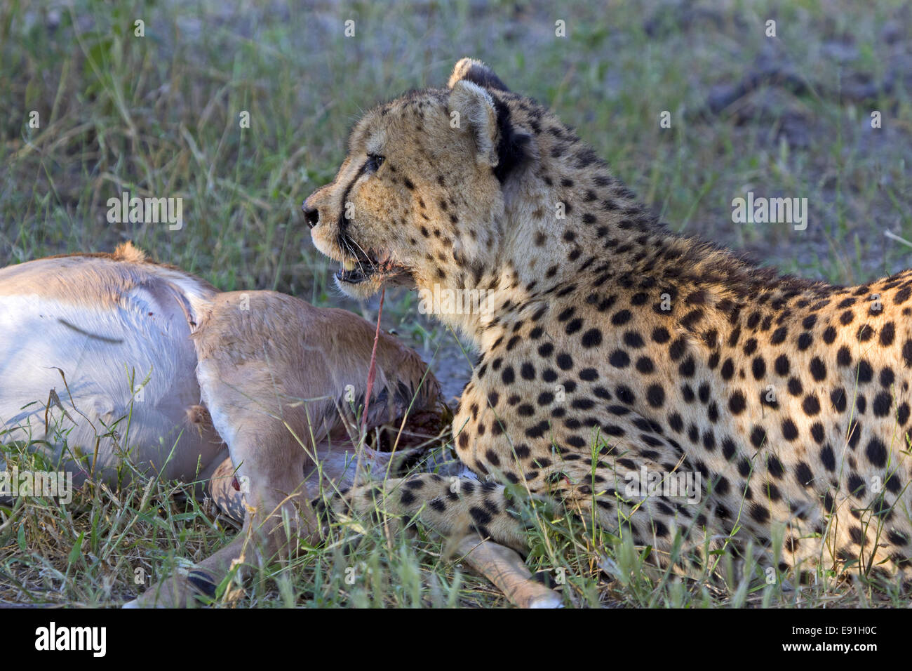 Cheetah Eating Antelope