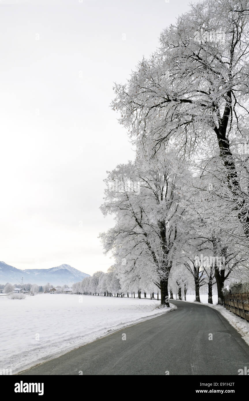 Canopy road hi-res stock photography and images - Alamy