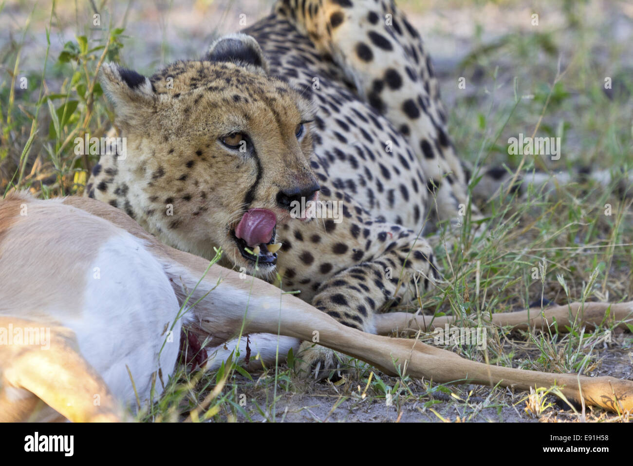 The cheetah eat Stock Photo - Alamy