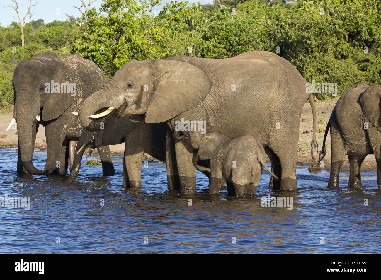 Herd of elephants Stock Photo - Alamy
