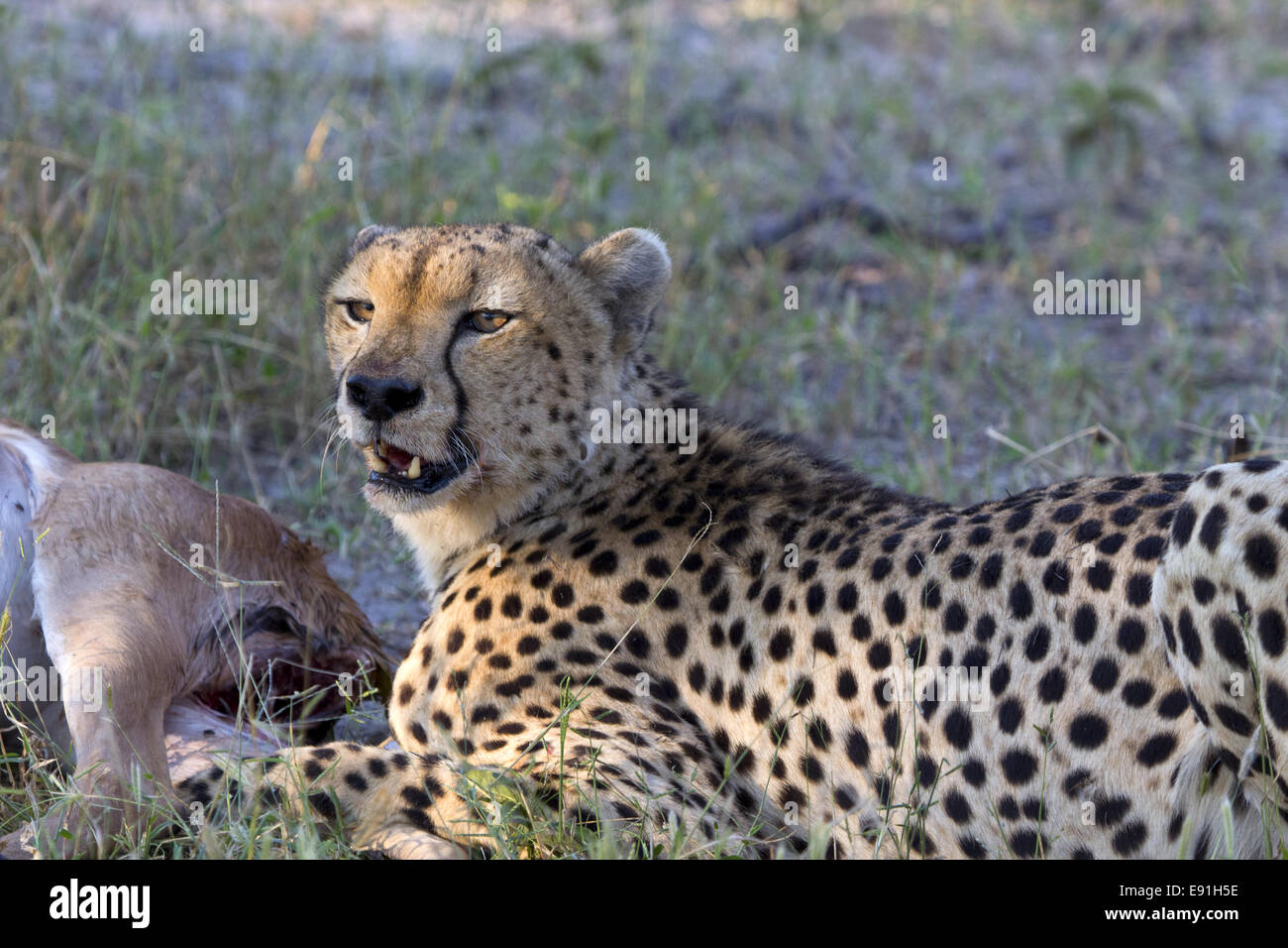 The cheetah eat Stock Photo - Alamy