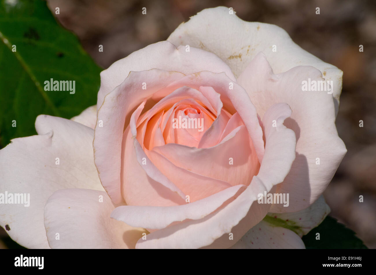 Chandos hi-res stock photography and images - Alamy