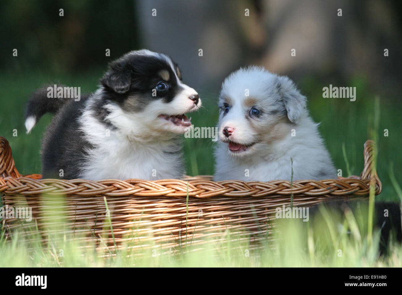 Hunderasse australien hi-res stock photography and images - Alamy