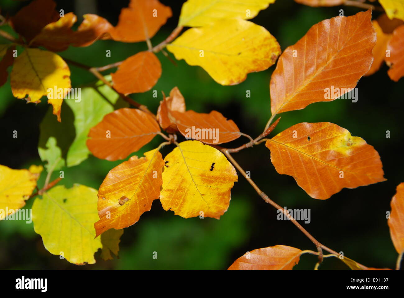 Broad leave forrest hi-res stock photography and images - Alamy