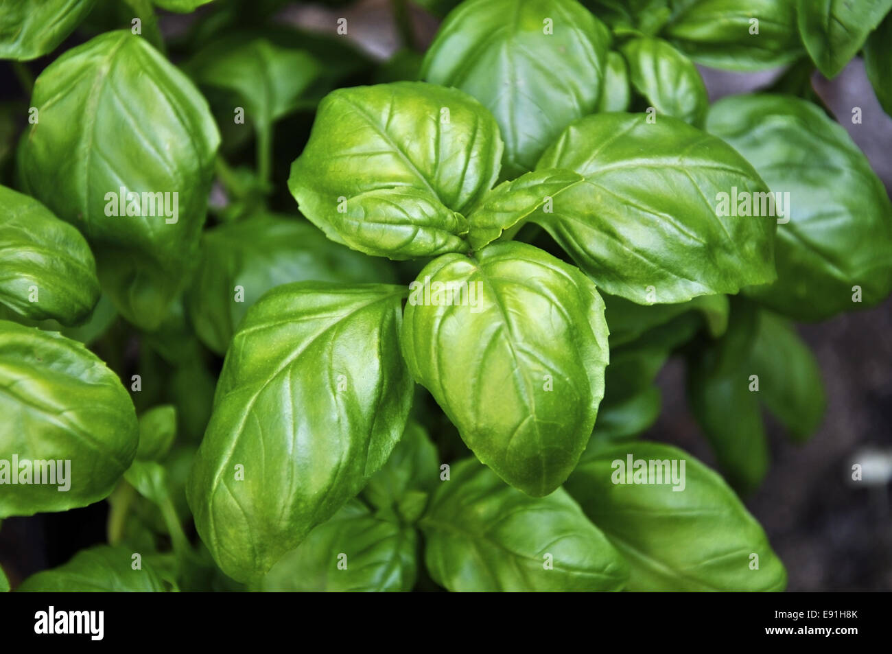 Basil Stock Photo - Alamy