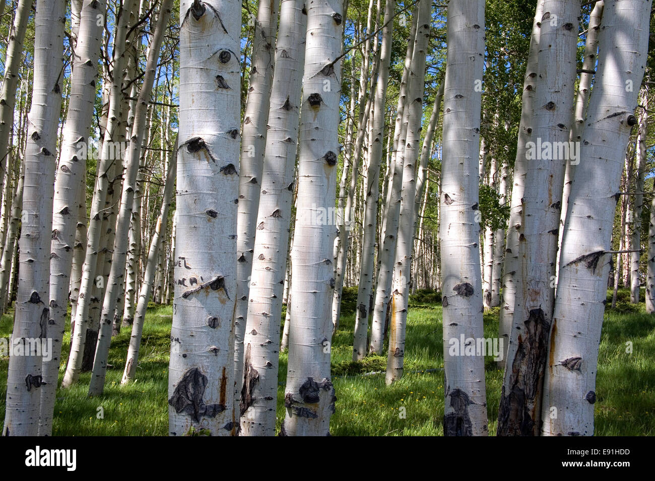Birch forest panorama Stock Photo - Alamy