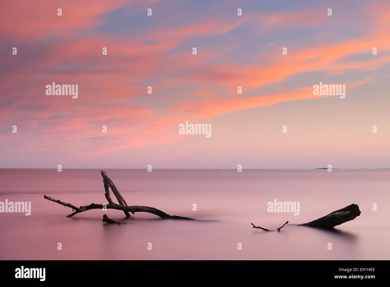 Branch partially submerged in the ocean at sunset Stock Photo - Alamy