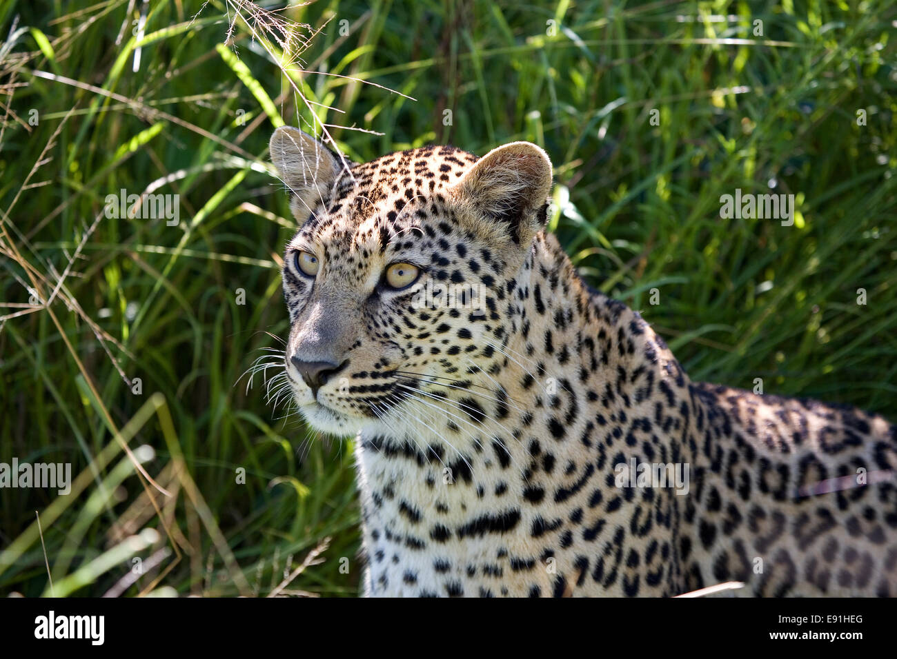 Leopard in the African bush Stock Photo - Alamy