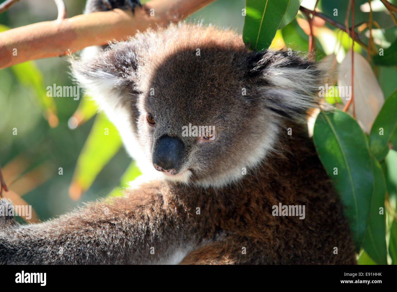 Koala bar hi-res stock photography and images - Alamy