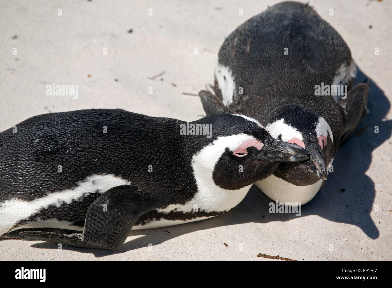 African penguin pair Stock Photo - Alamy