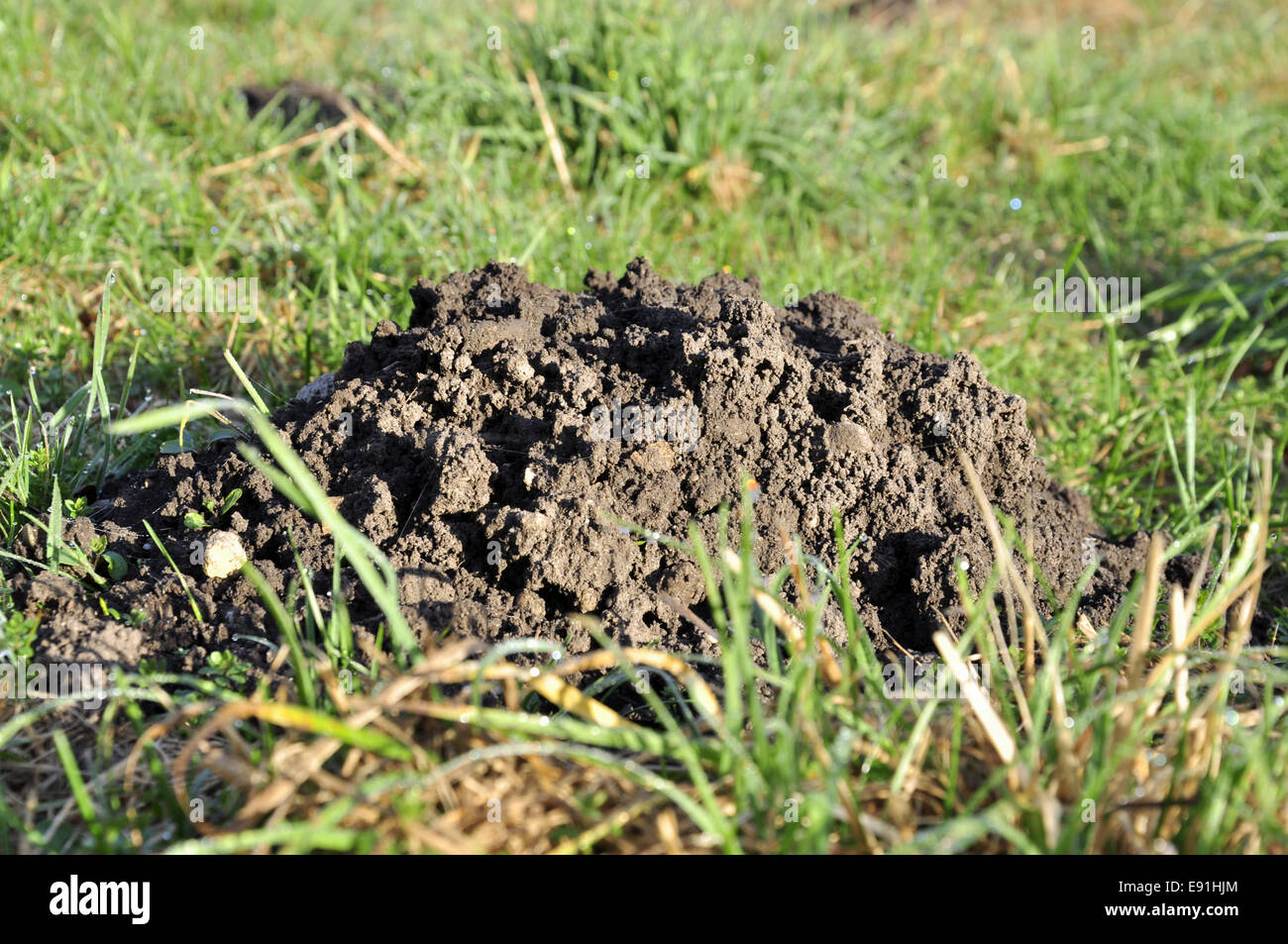 Molehill hi-res stock photography and images - Alamy