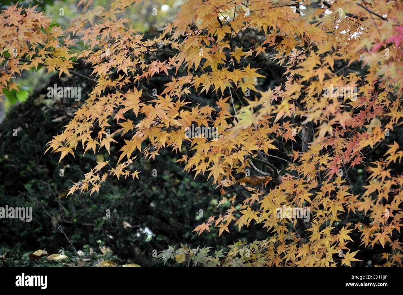 Maple leaves in Fall Stock Photo - Alamy