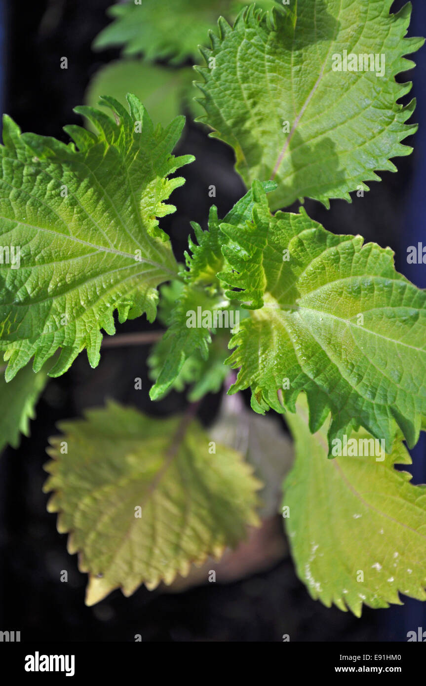 Shiso herb hi-res stock photography and images - Alamy