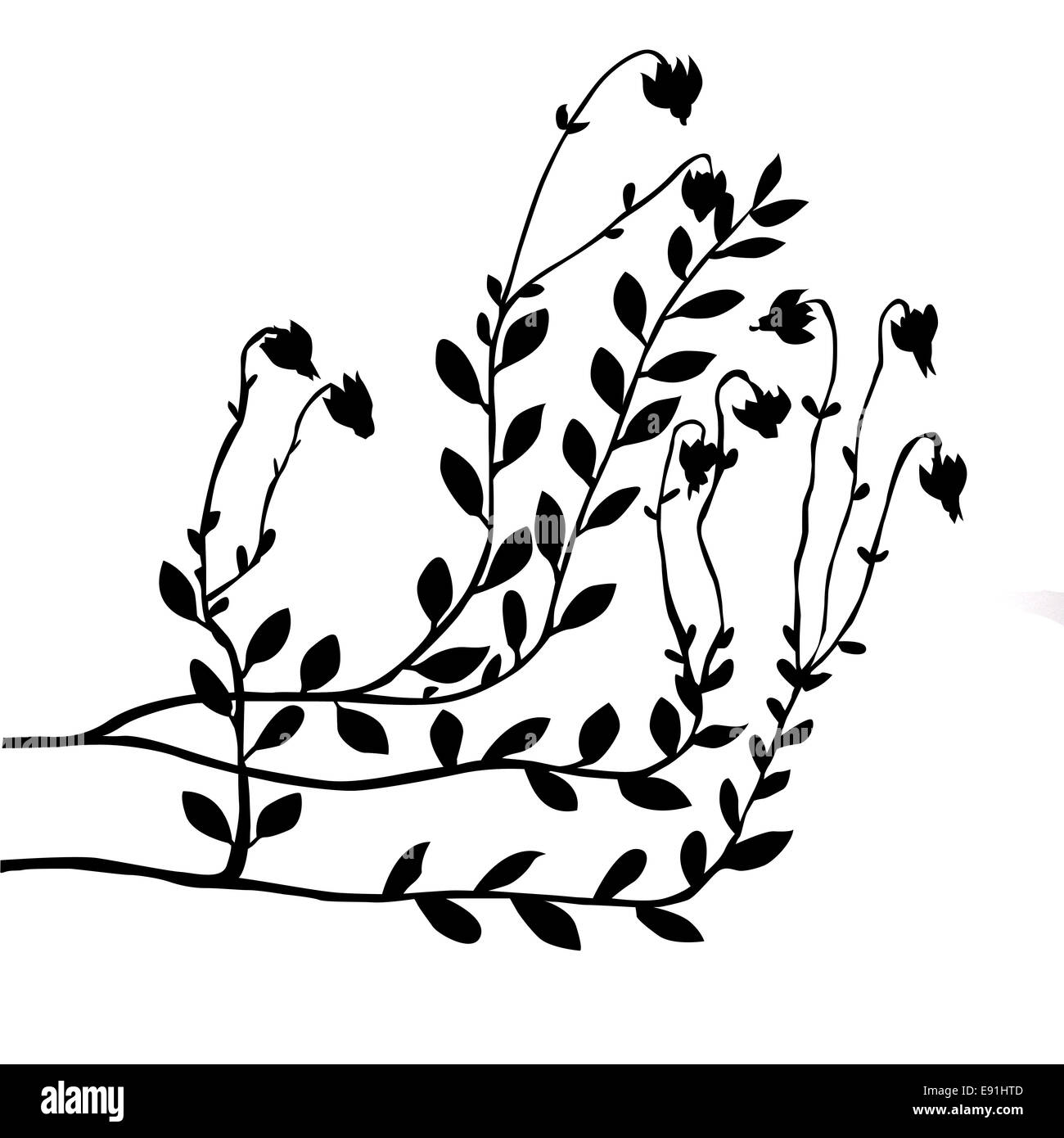 Cranberry bush drawing hi-res stock photography and images - Alamy