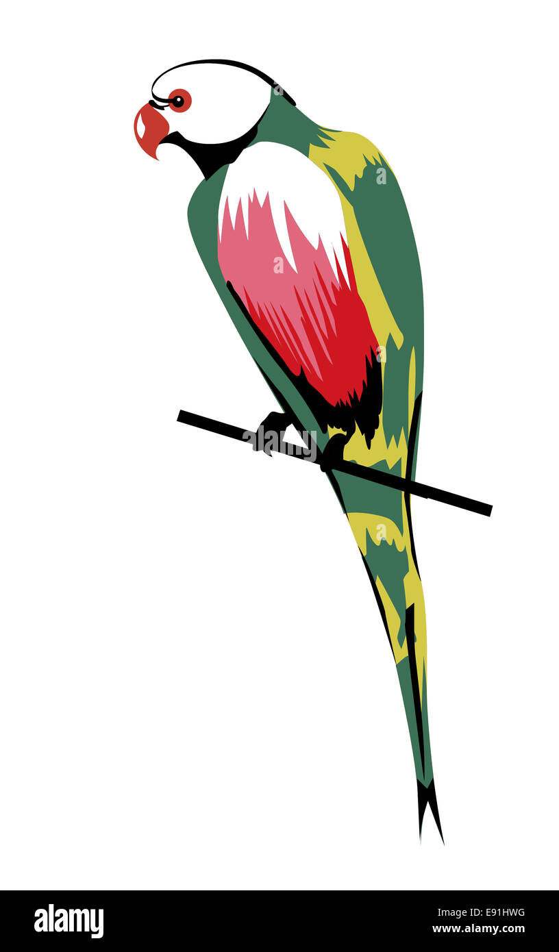 Parrot outline hi-res stock photography and images - Alamy