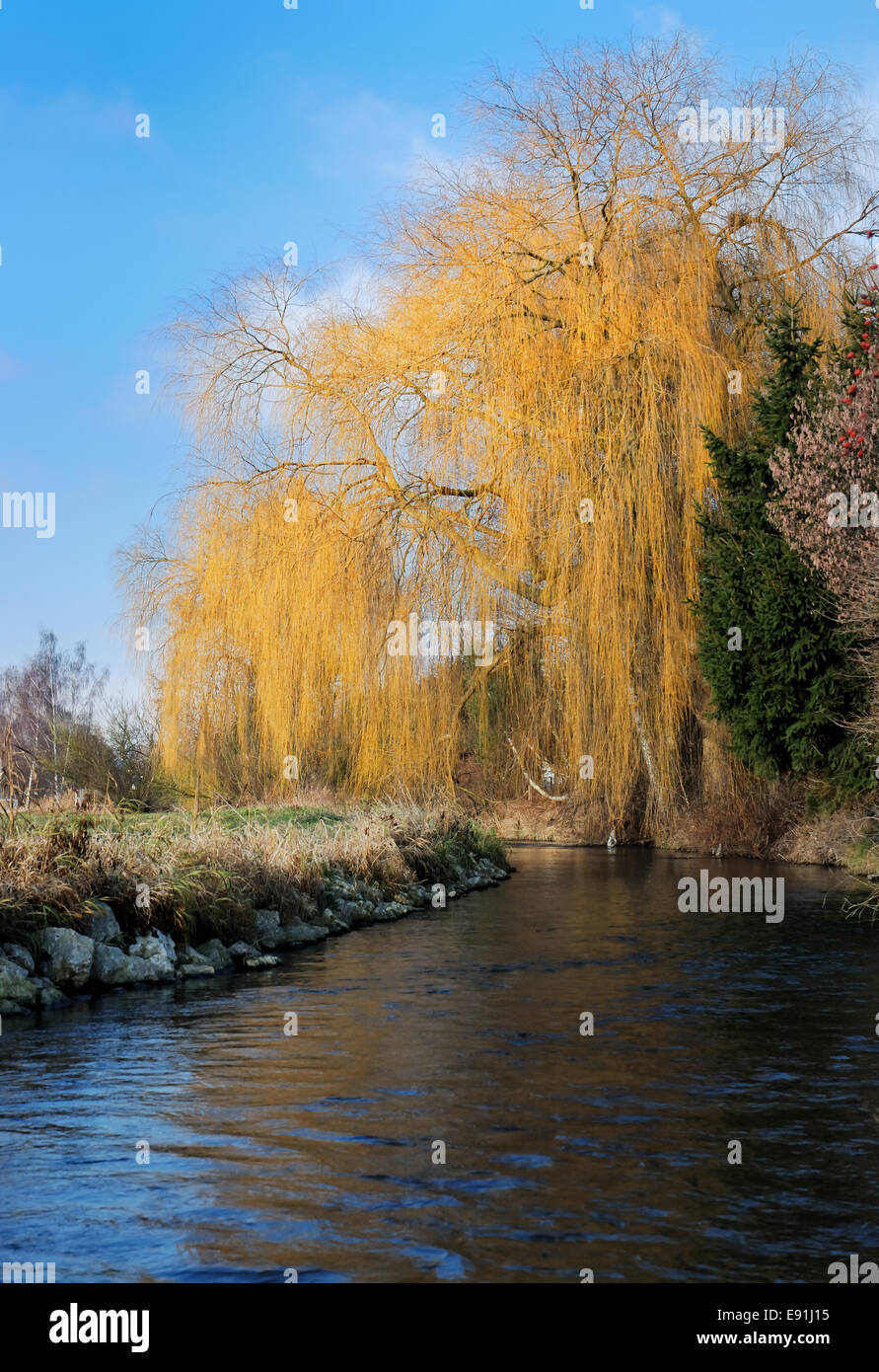 Wheeping tree hi-res stock photography and images - Alamy