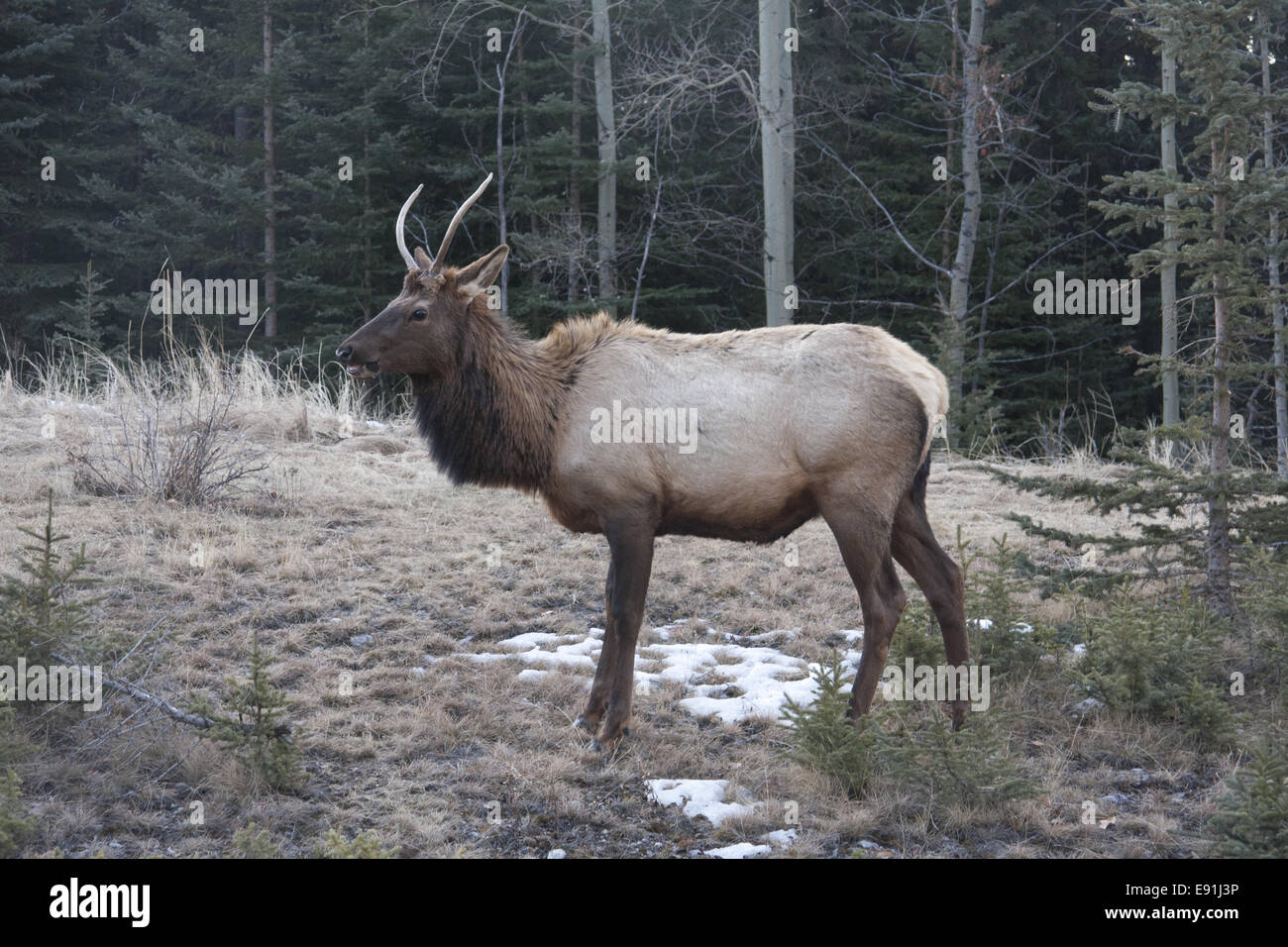 Wapiti lake hi-res stock photography and images - Alamy