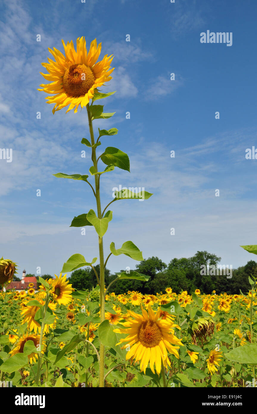 A large sunflower Stock Photo - Alamy