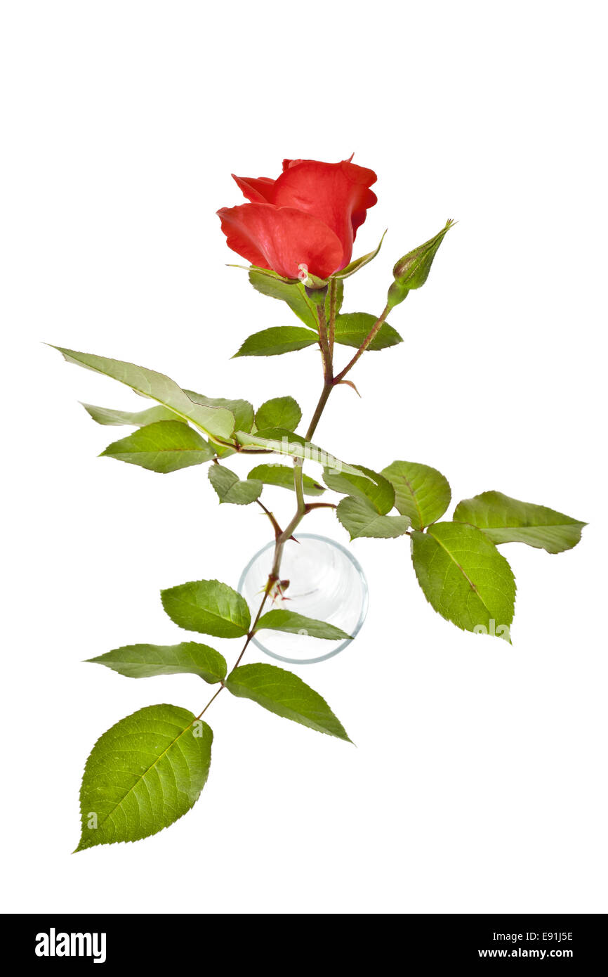 Simple rose Cut Out Stock Images & Pictures - Alamy