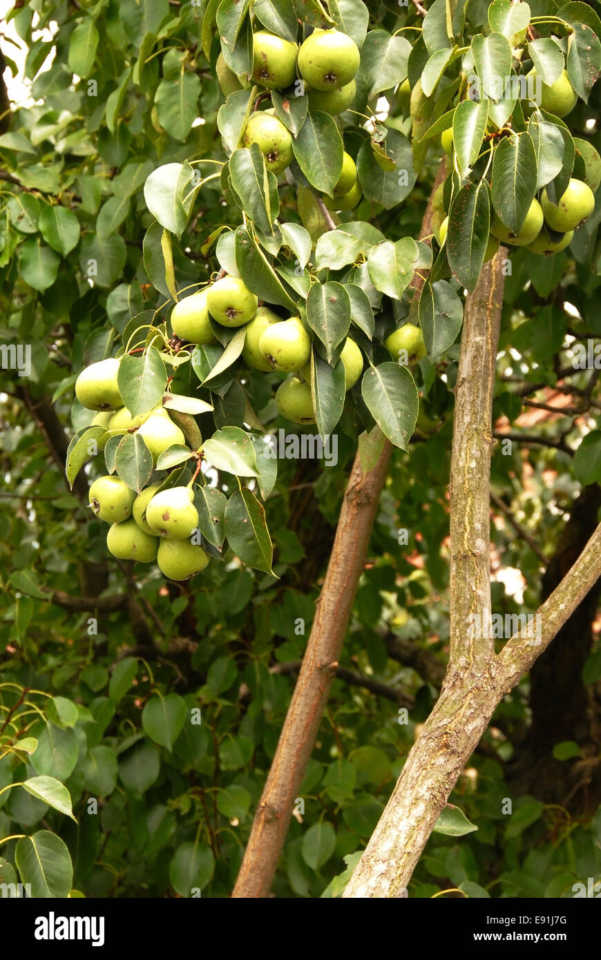Cluster of pears hi-res stock photography and images - Alamy