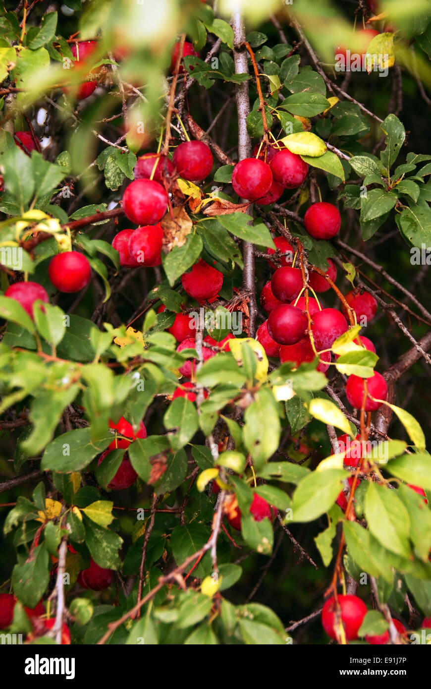 Growing plums hi-res stock photography and images - Alamy