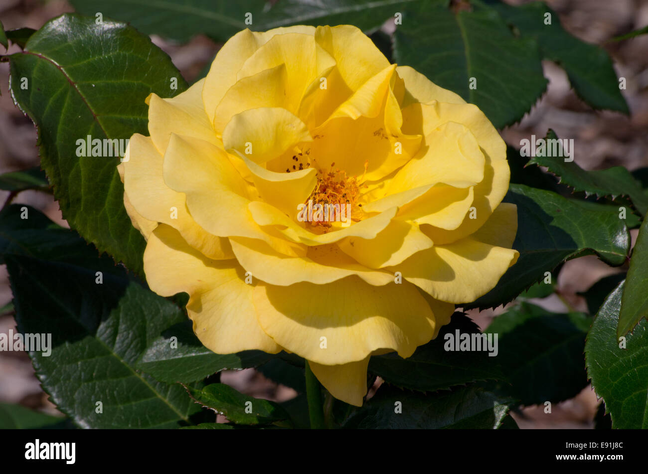 Keep smiling rose hi-res stock photography and images - Alamy