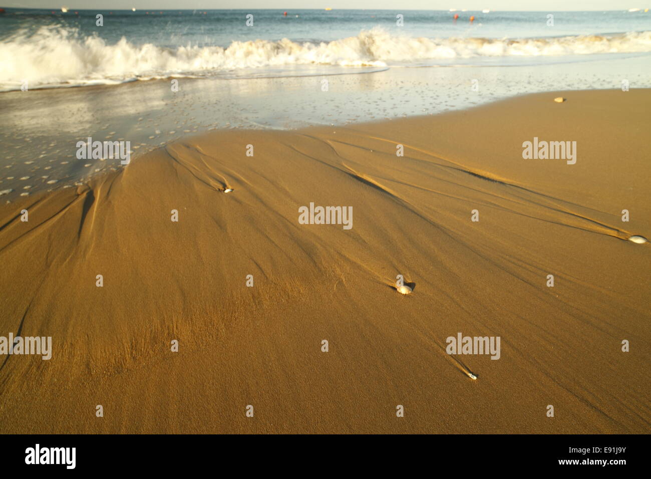 mussels on beach Stock Photo - Alamy