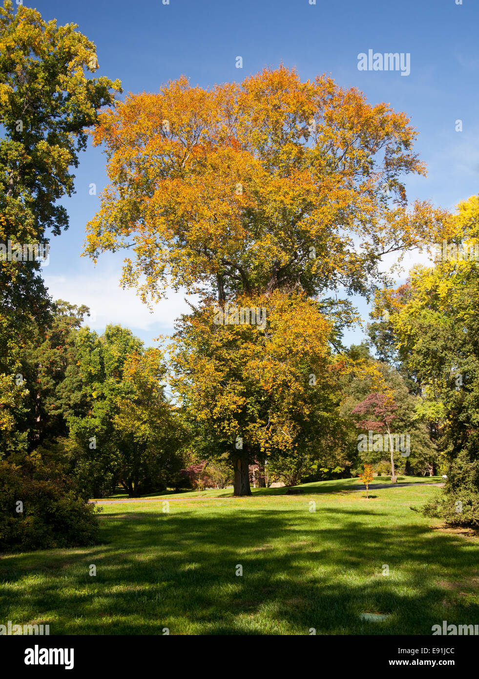 Fall tree hi-res stock photography and images - Alamy