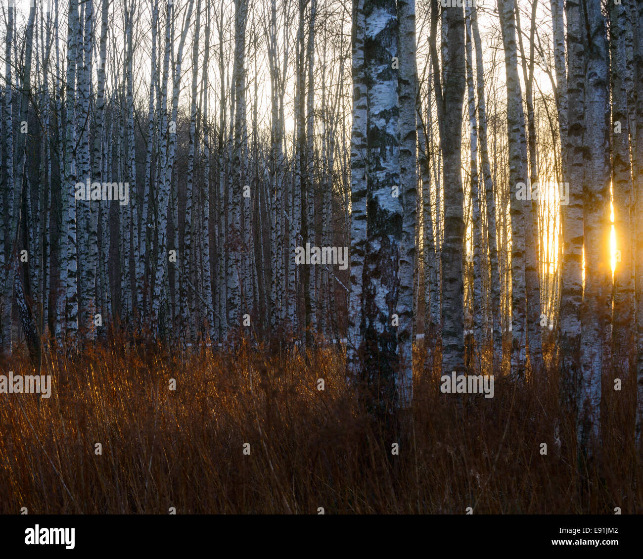 Sunset through a dense birch forest Stock Photo - Alamy