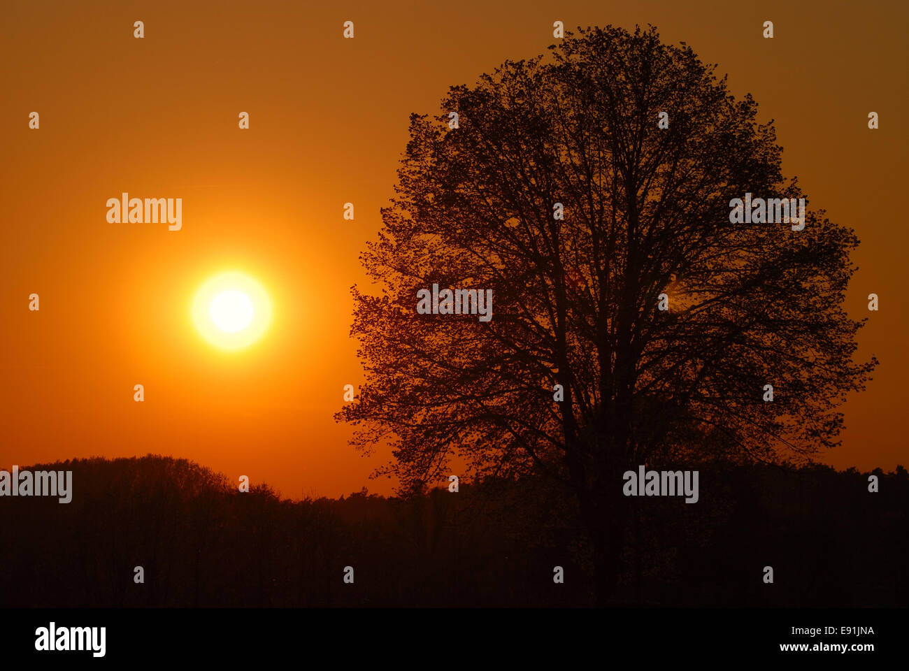 Tree in the sunset Stock Photo - Alamy