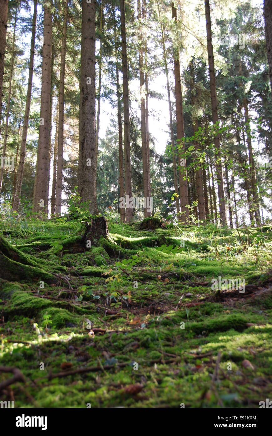 Green forrest moss hi-res stock photography and images - Alamy