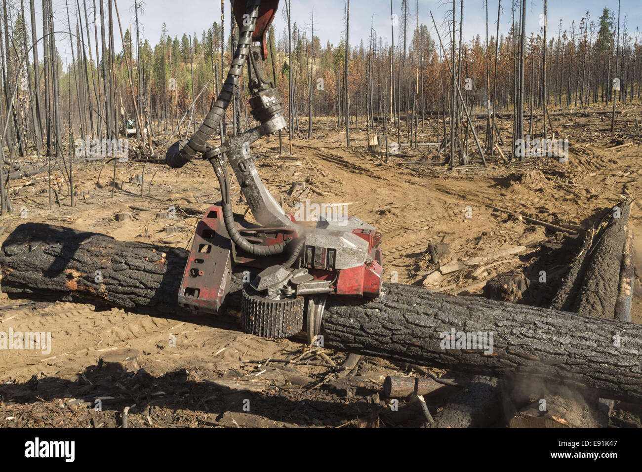 Logging industries hi-res stock photography and images - Alamy