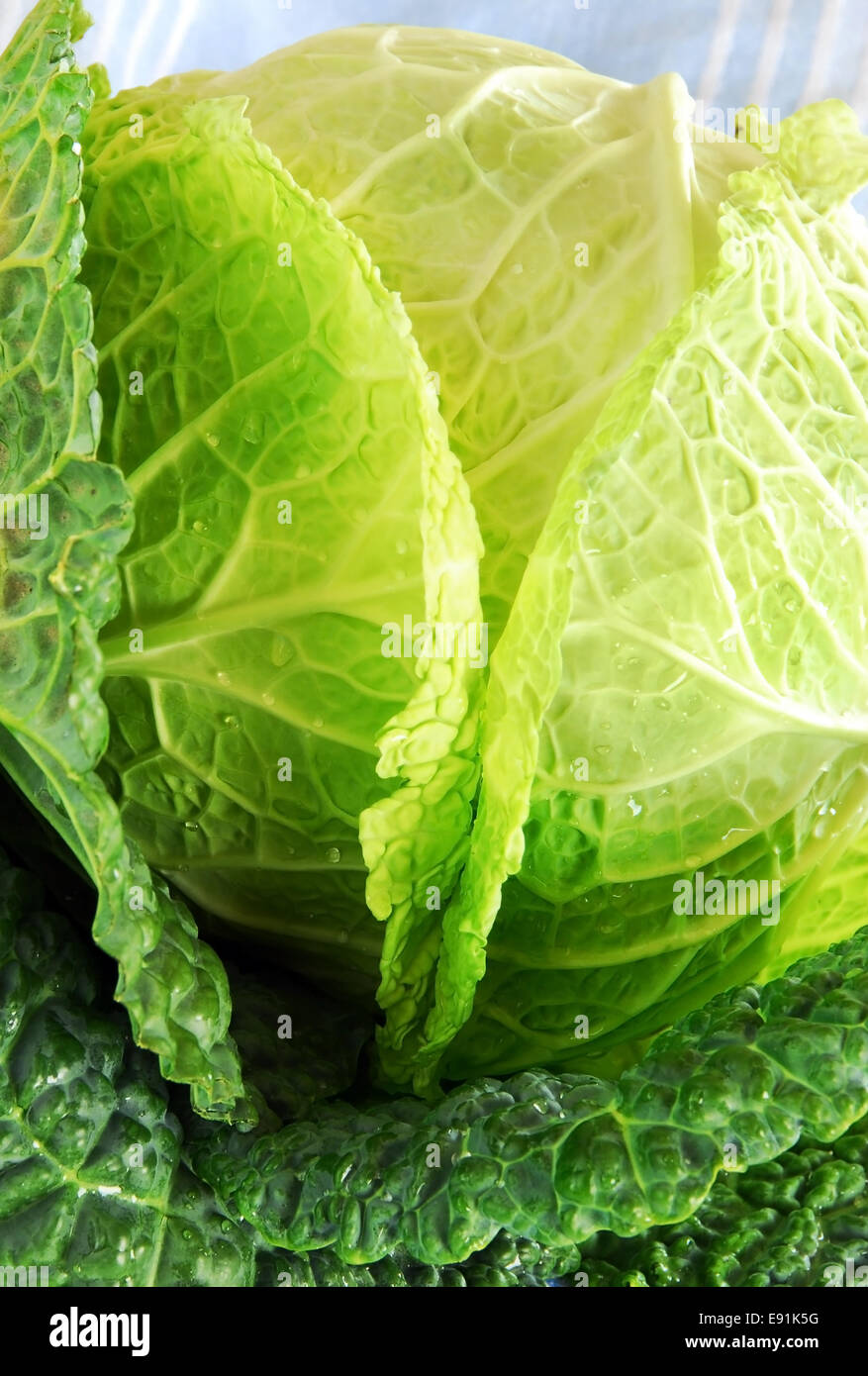 Full grown cabbage hi-res stock photography and images - Alamy