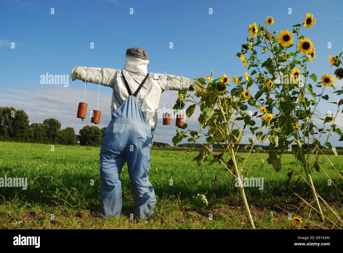 Sunflower scarecrow hi-res stock photography and images - Alamy