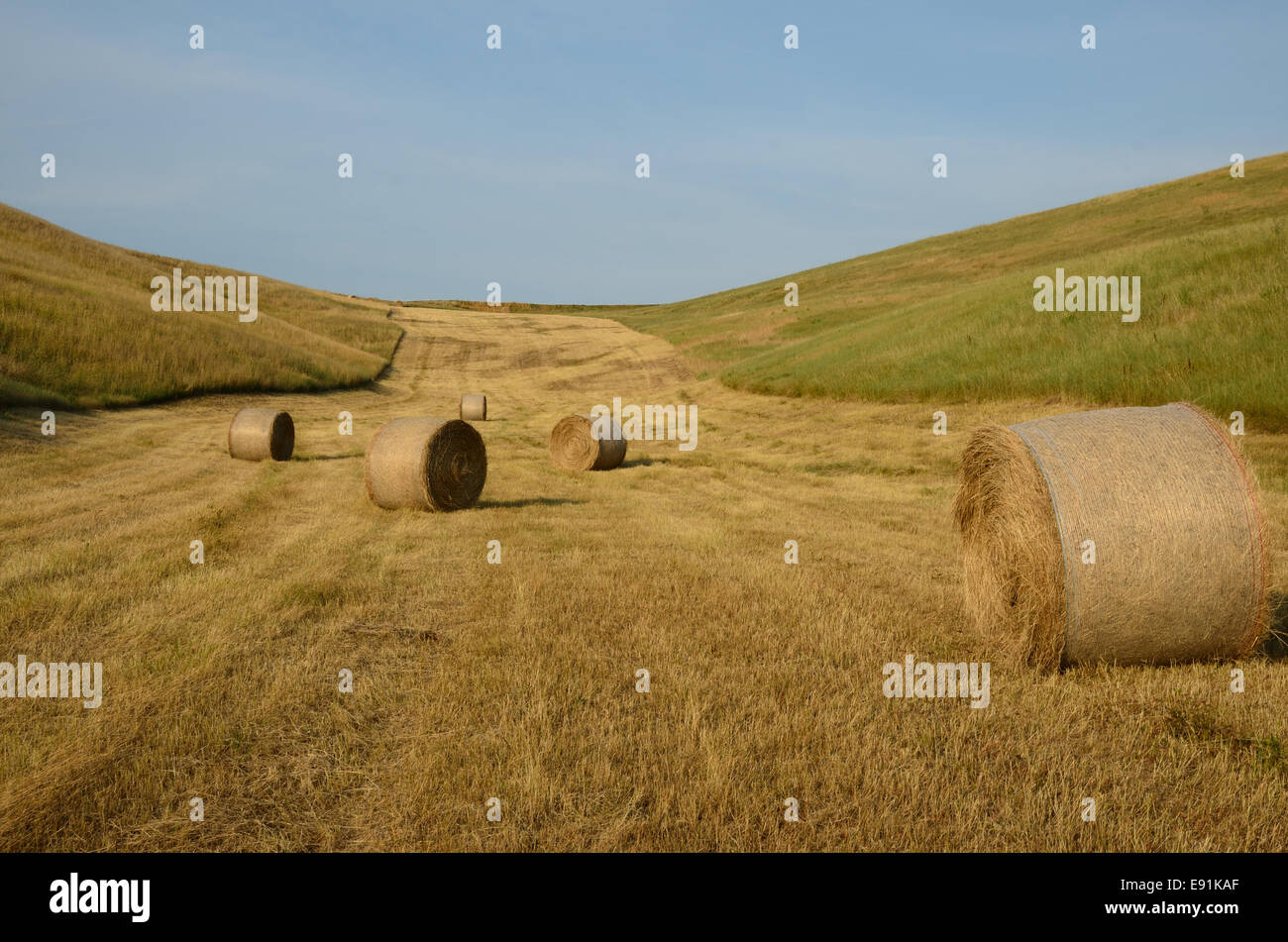 Golden brown bales hi-res stock photography and images - Alamy