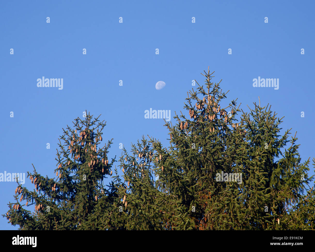 Pine cones with moon in blue sky Stock Photo - Alamy