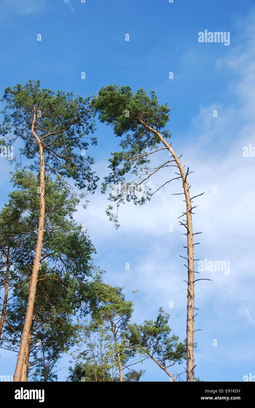 Buckled trees wind hi-res stock photography and images - Alamy