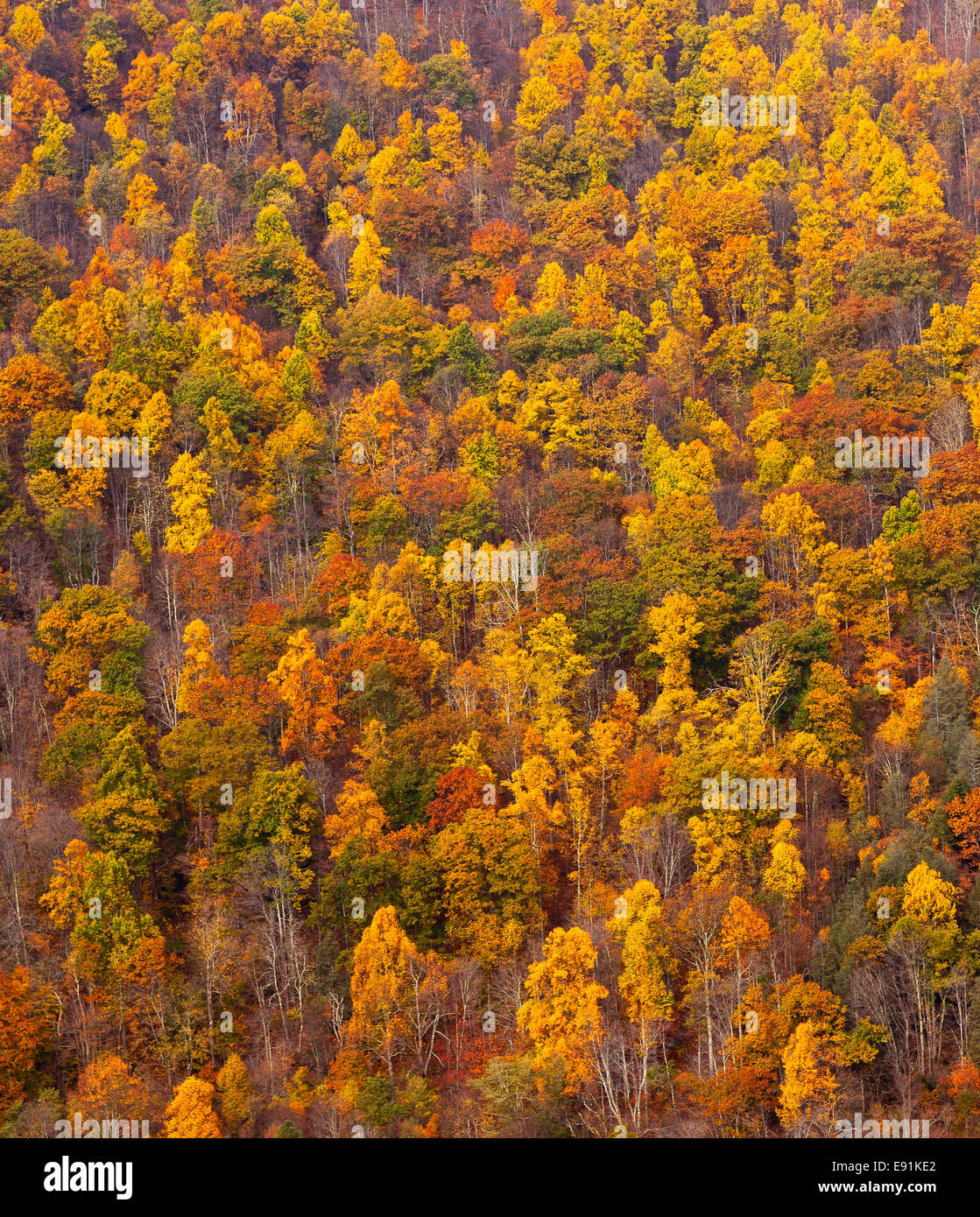 Colorful fall foliage on hillside Stock Photo - Alamy