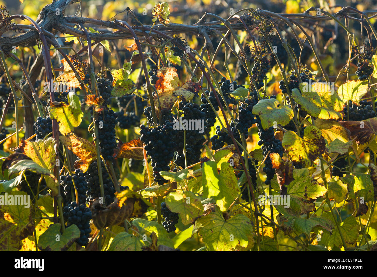 Late october hi-res stock photography and images - Alamy