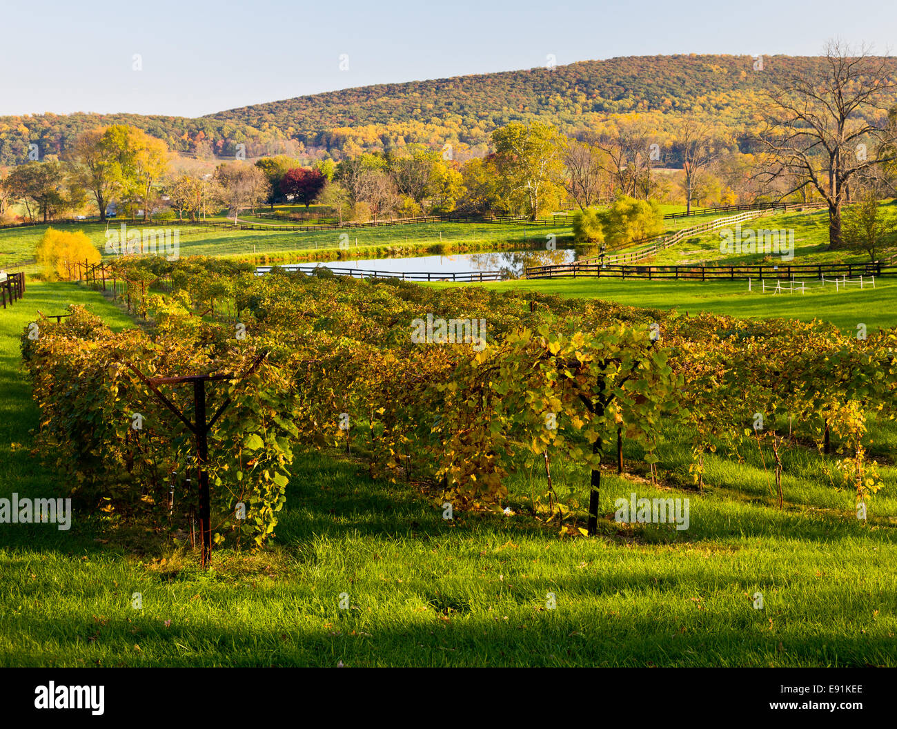 Row vineyard ripe bunch hi-res stock photography and images - Alamy