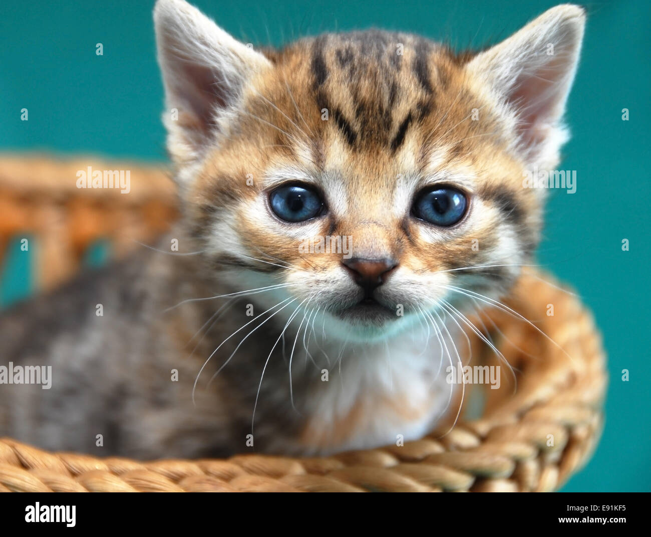 Adorable kitty portrait Stock Photo - Alamy