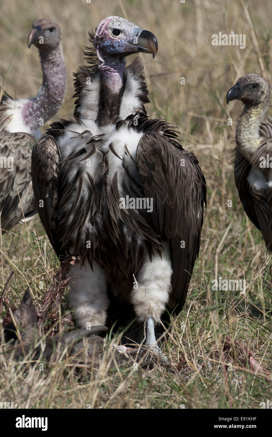 Valture hi-res stock photography and images - Alamy