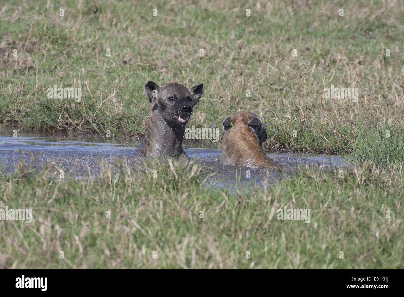 2 Spooted Hyaenas taking a bath Stock Photo - Alamy