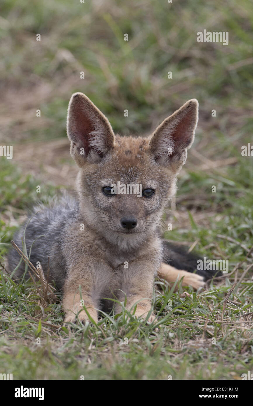 Black backed Jackal cub portrait Stock Photo - Alamy
