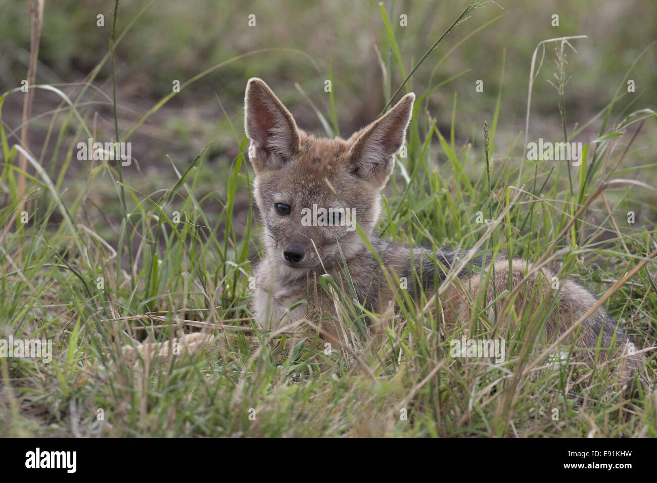 Jackal Cub High Resolution Stock Photography and Images - Alamy