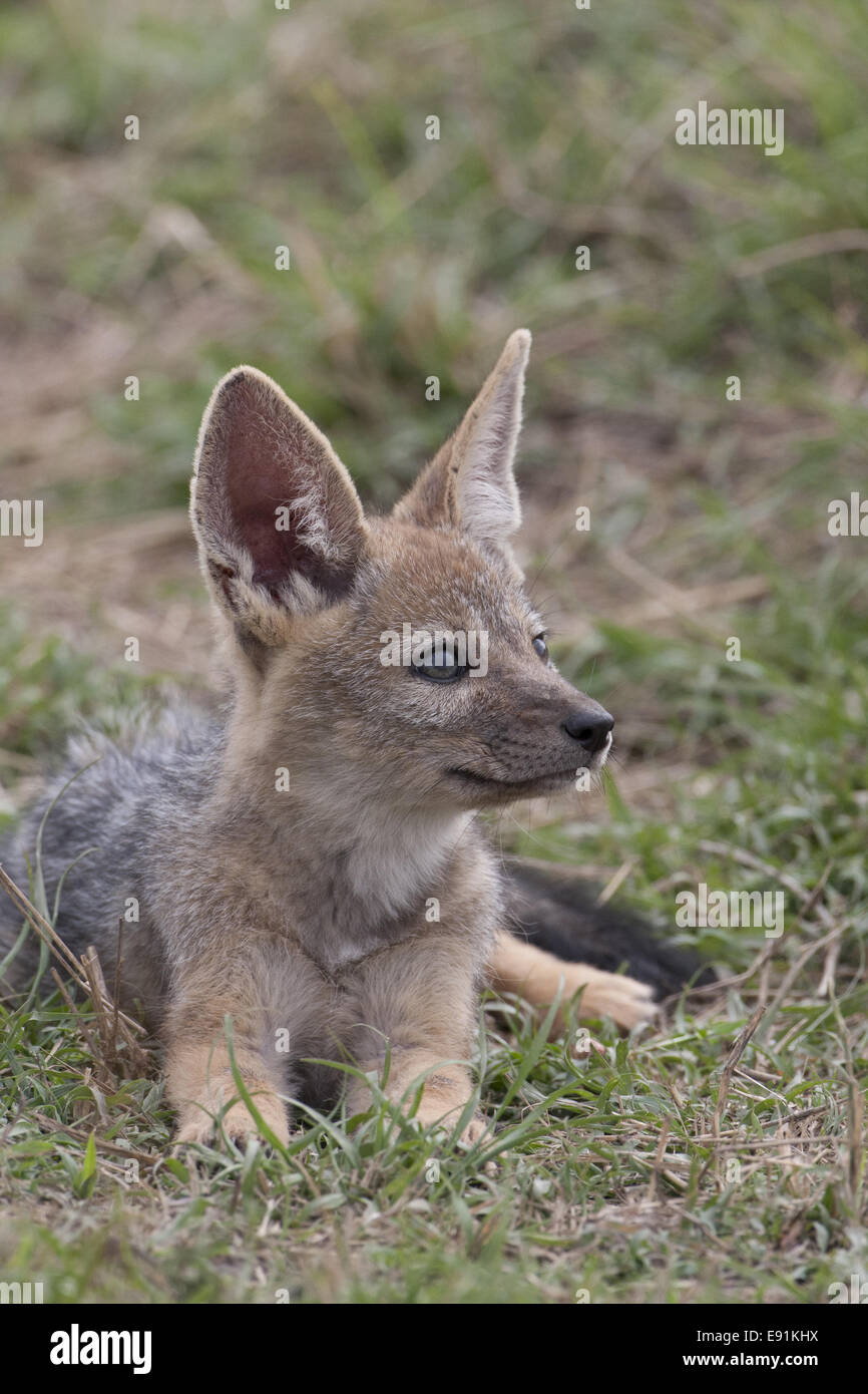 Black backed jackal cub Stock Photo - Alamy