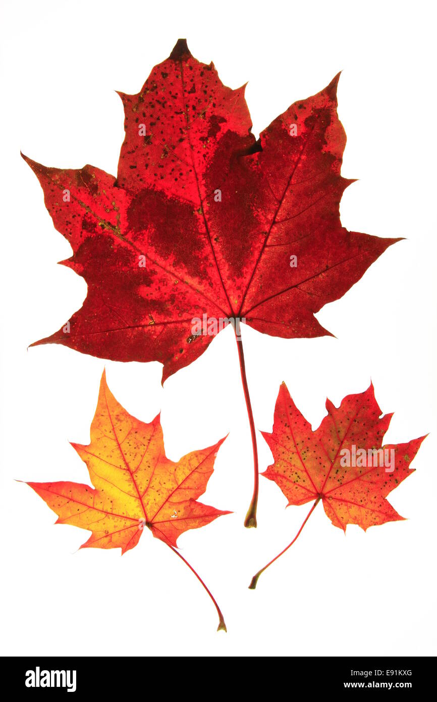 Red colored autumn leaves Cut Out Stock Images & Pictures - Alamy