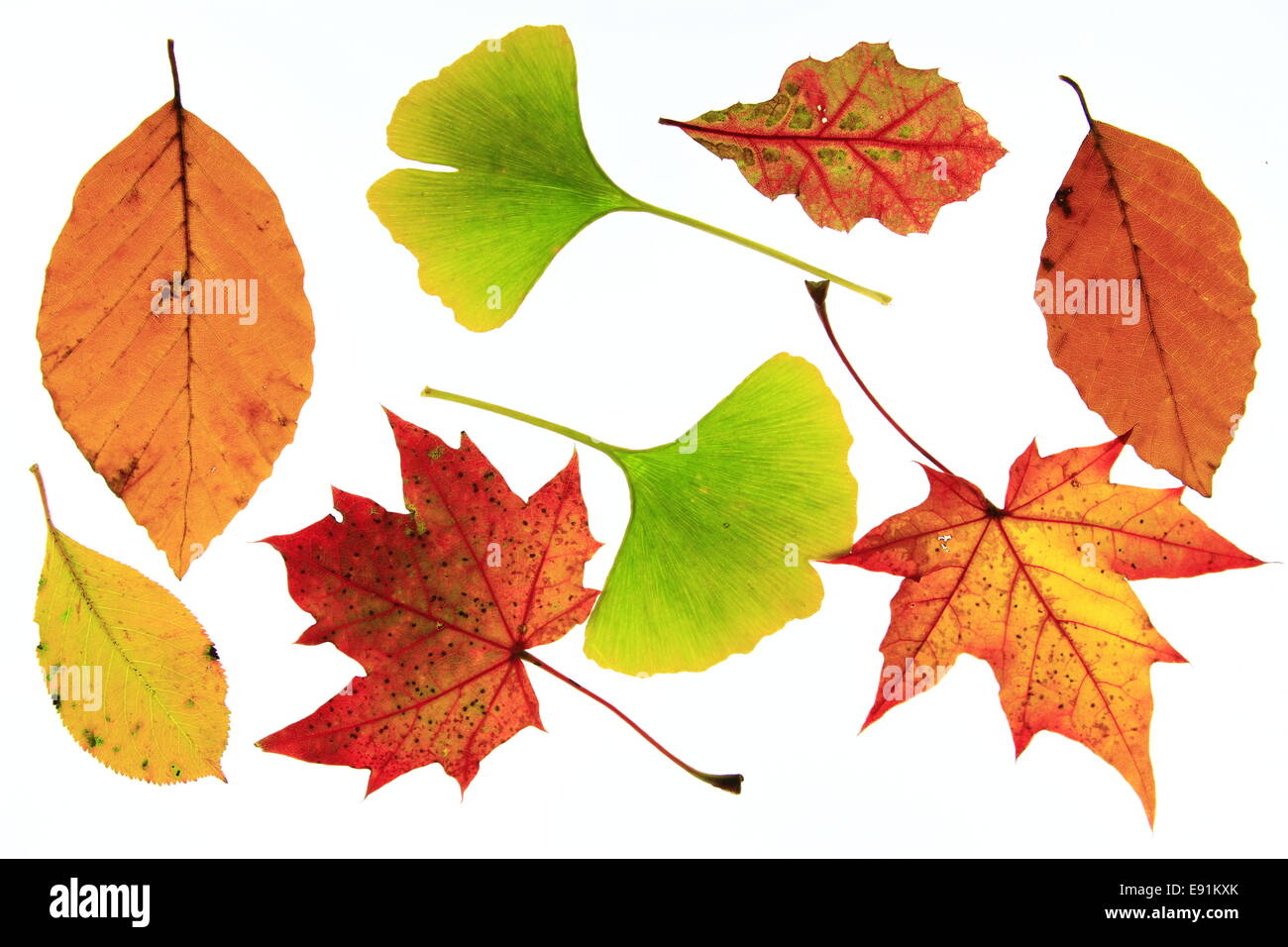 Autumn Cut Out Stock Images & Pictures - Alamy