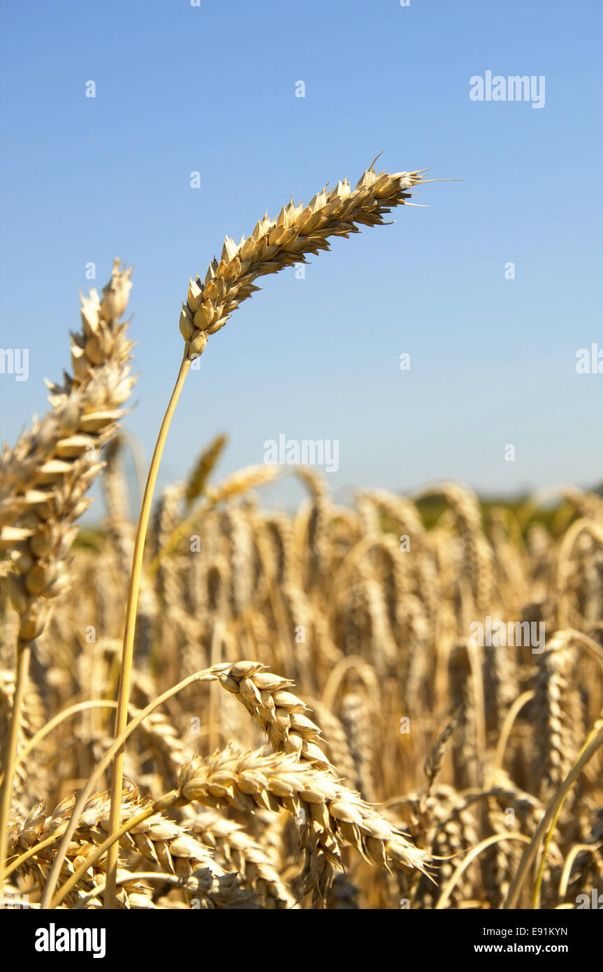 Ear wheat on field hi-res stock photography and images - Alamy